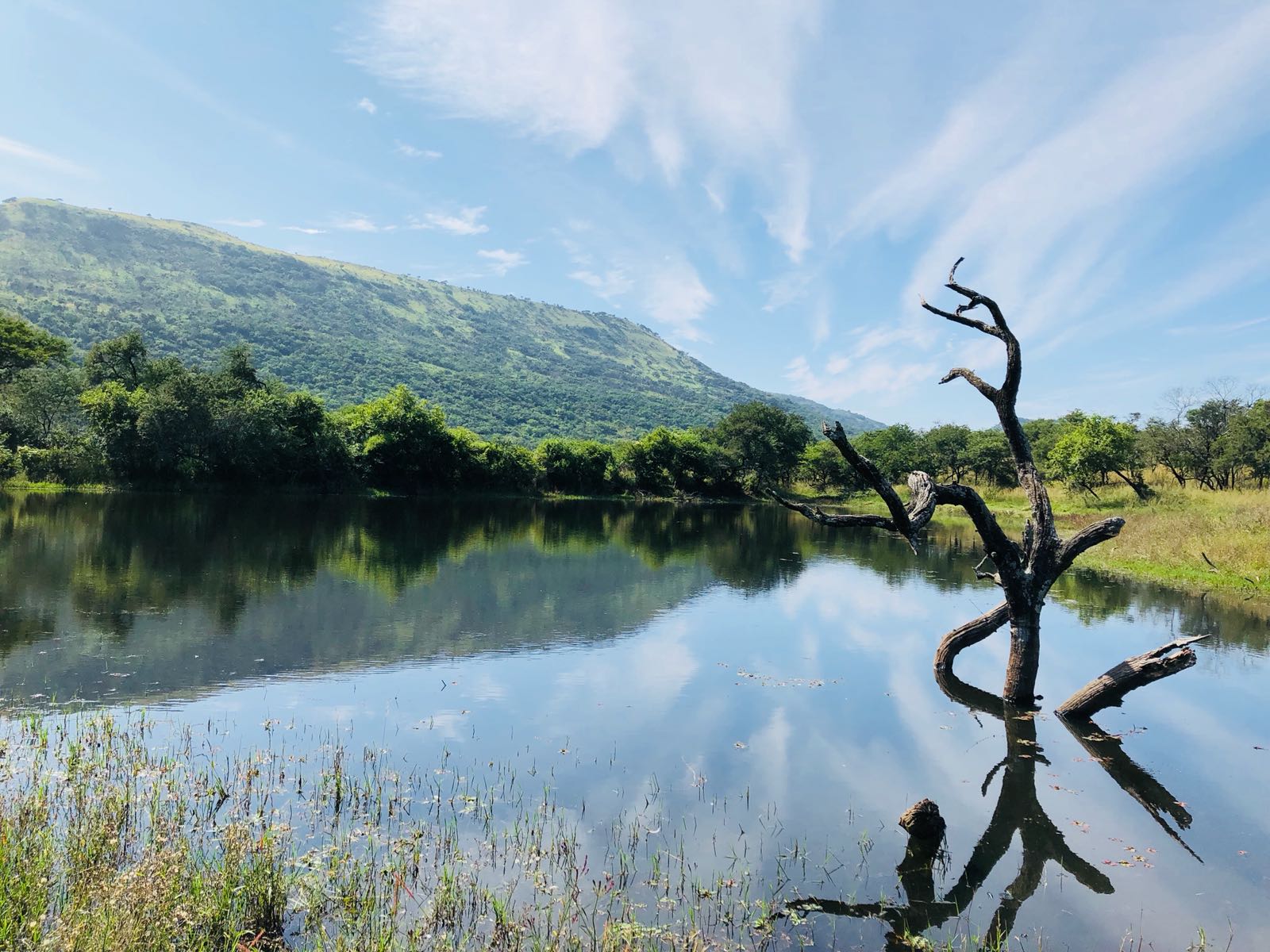 About UmPhafa - UmPhafa