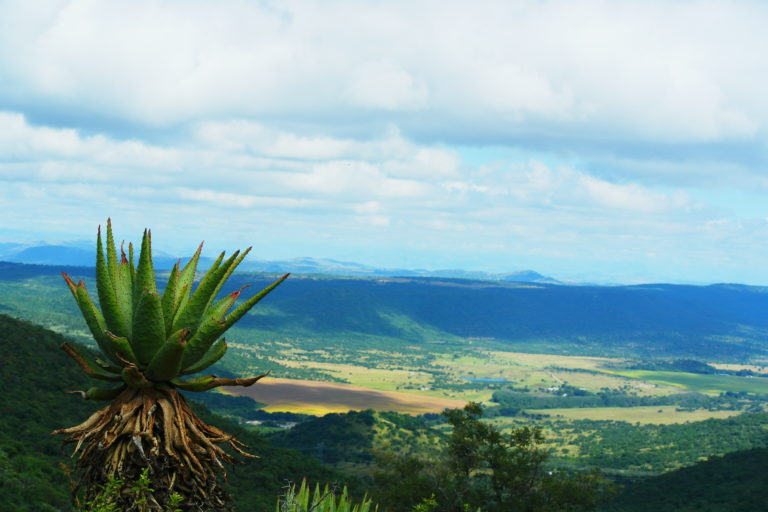 The Reserve - UmPhafa