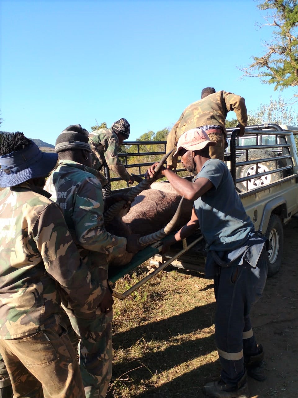 Game Capture at the Reserve - UmPhafa