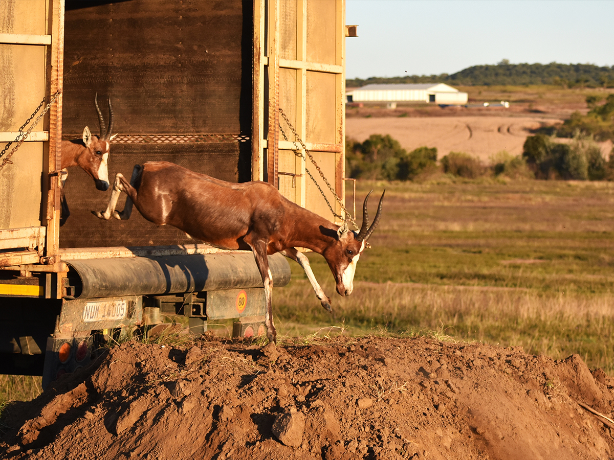 Blesbok on the Reserve - UmPhafa