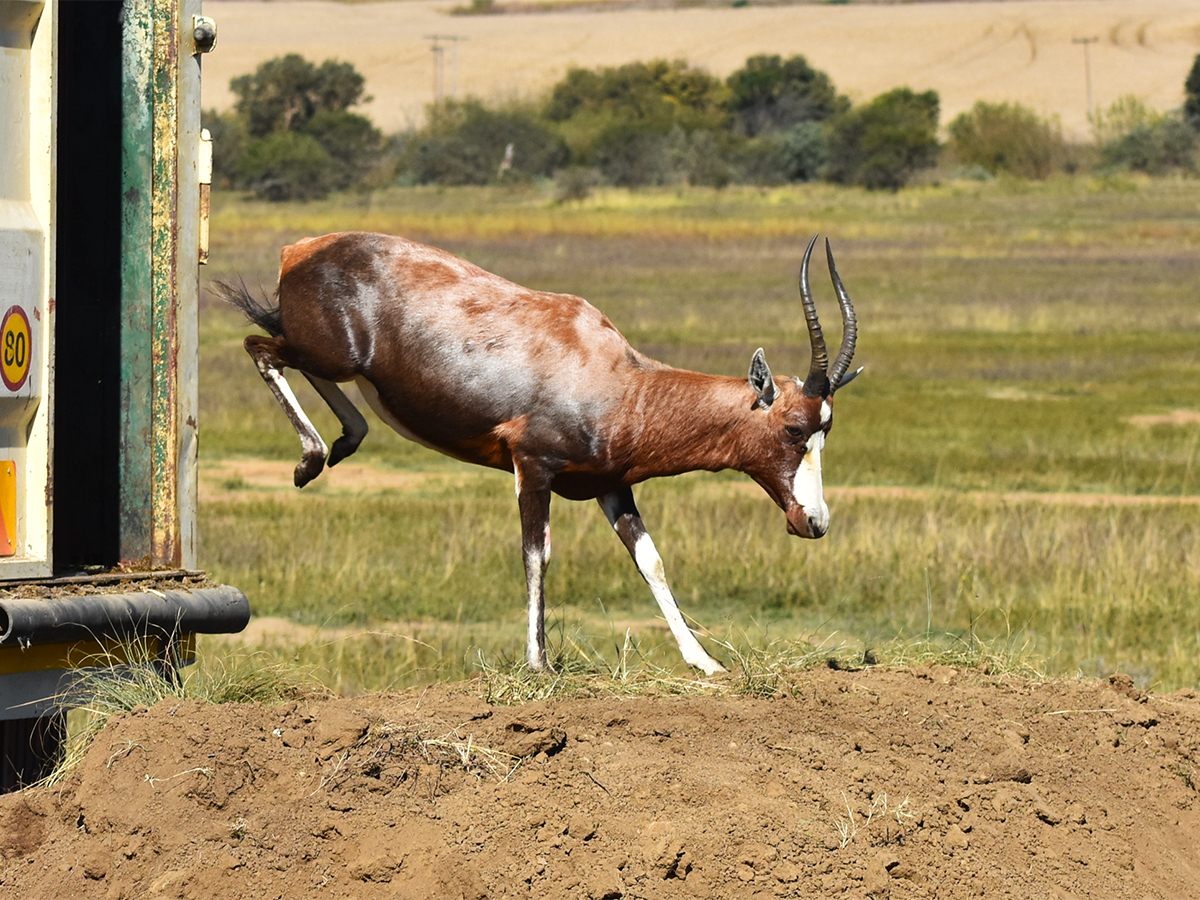 Blesbok on the Reserve - UmPhafa