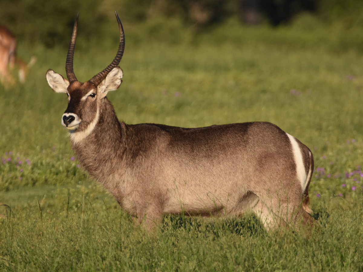 Our Slice of Bush Paradise - UmPhafa