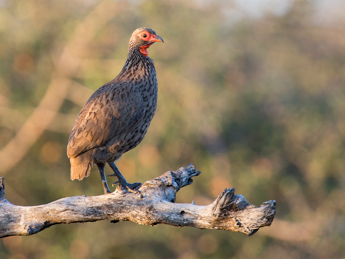 UmPhafa Update - UmPhafa