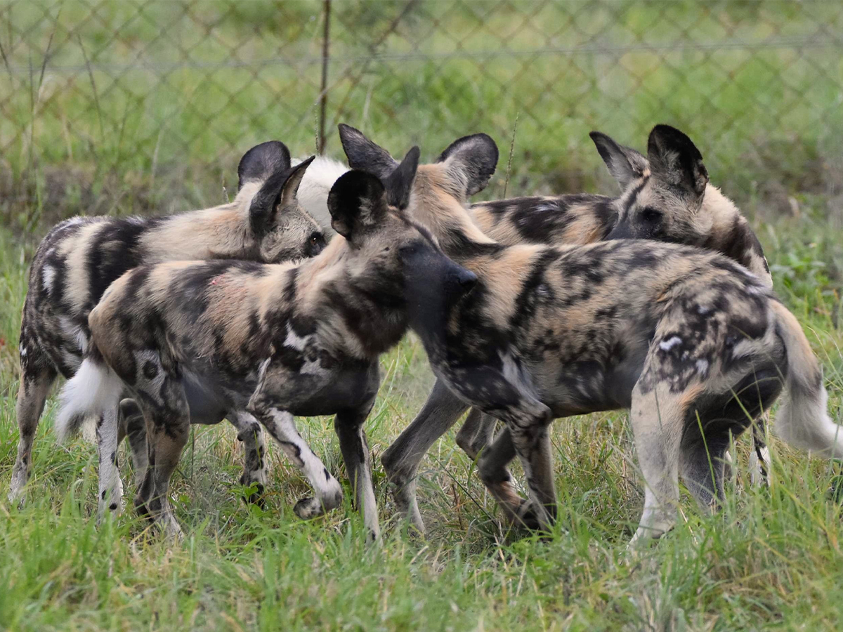 Wild Dogs - UmPhafa