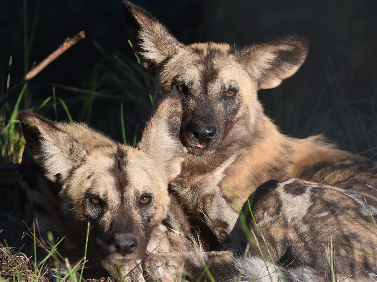 Wild Dogs - UmPhafa