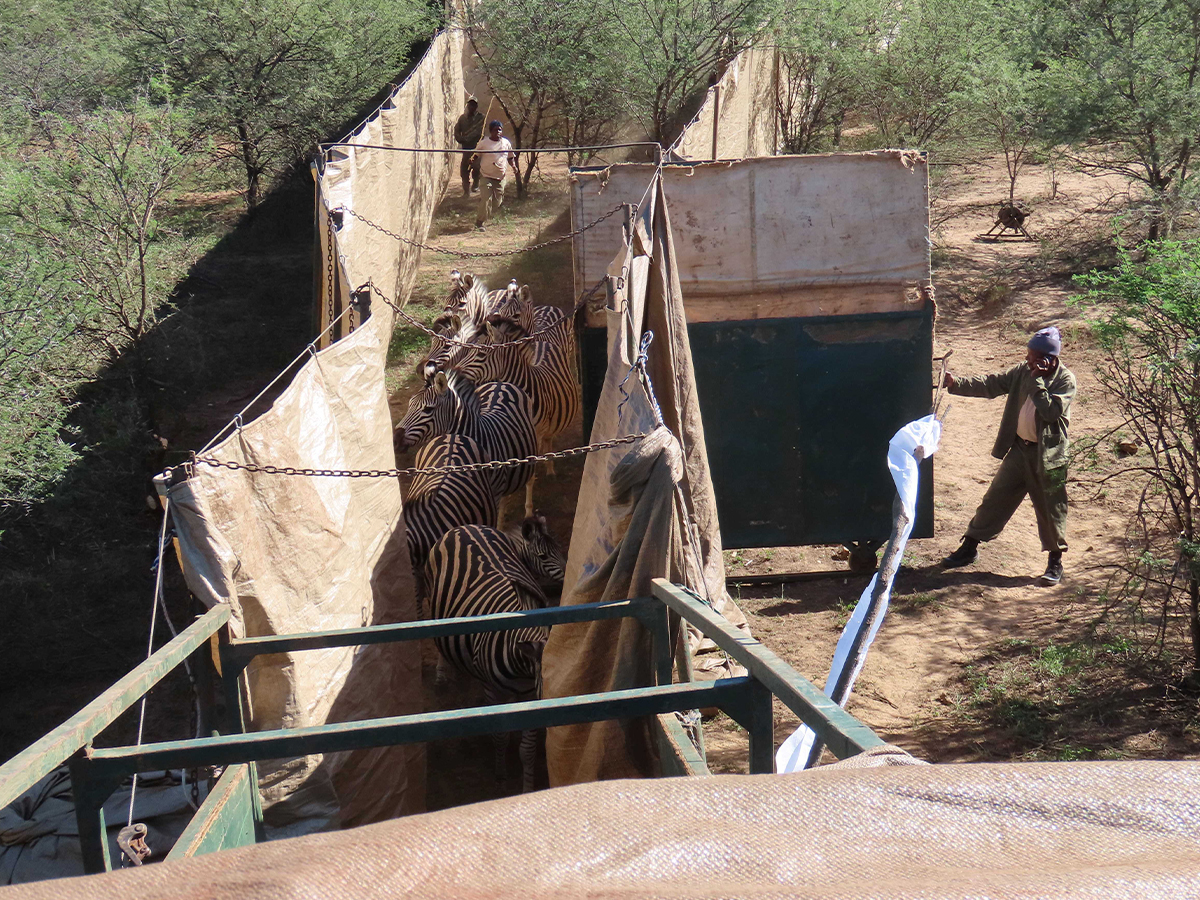 Wildlife on the Move! - UmPhafa