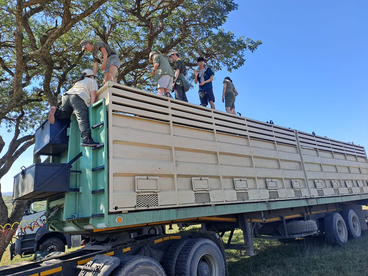 Wildlife on the Move! - UmPhafa