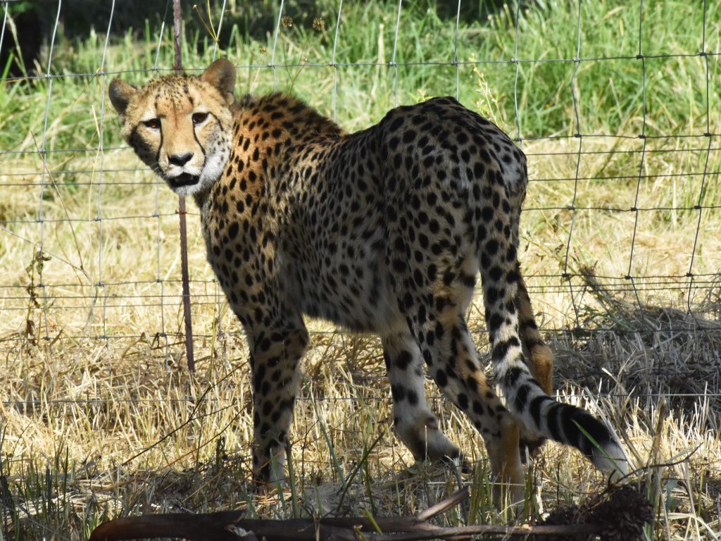Cheetah arrives at UmPhafa Nature Reserve! - UmPhafa