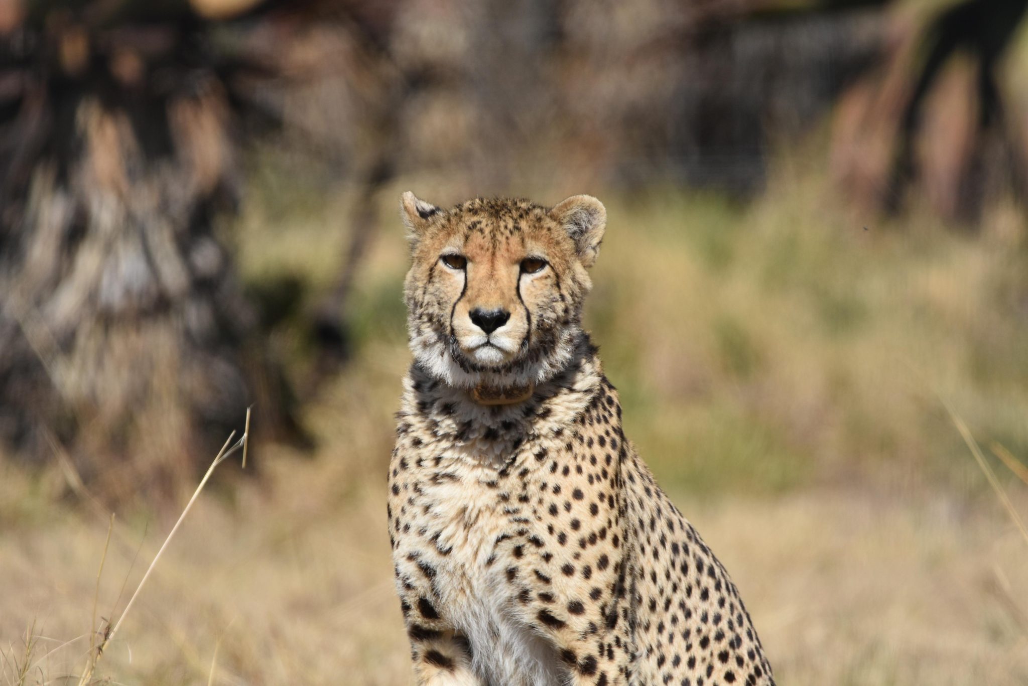 UmPhafa 3rd Quarter Update: July - September 2025 - UmPhafa