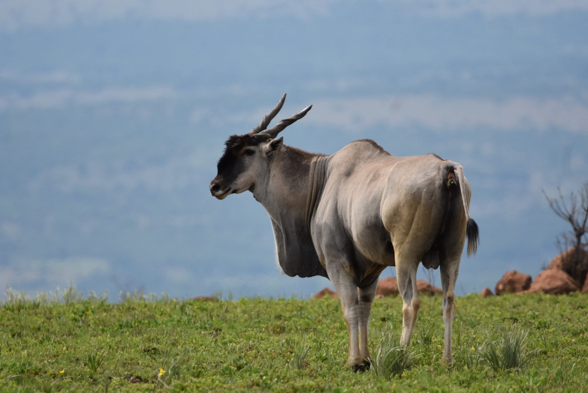 UmPhafa is home to the Eland – the largest antelope in the World! - UmPhafa